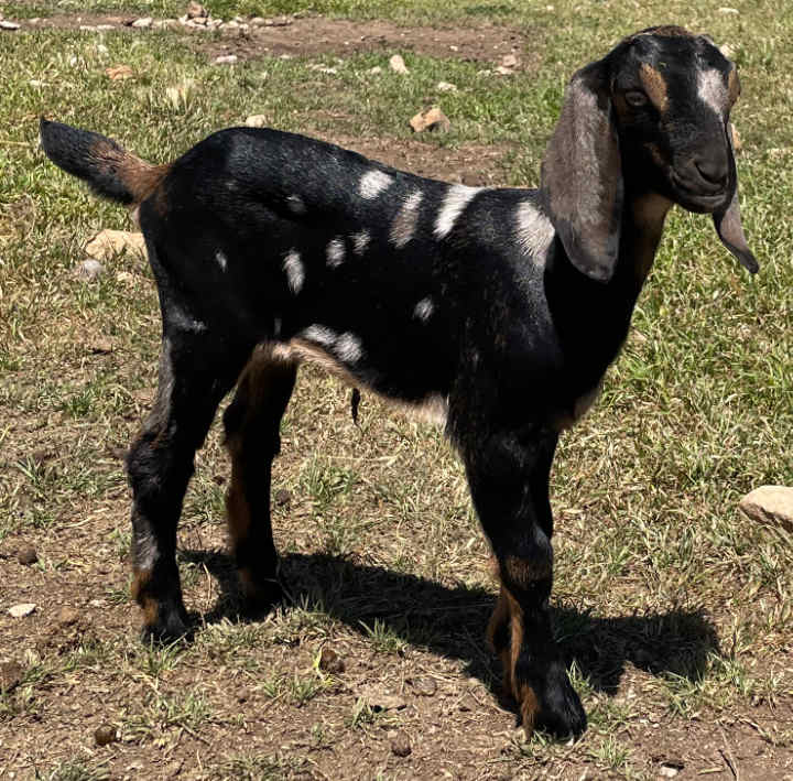 Nubian Goats | Galloping Winds Ranch